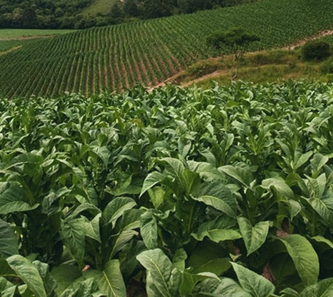 Tobacco farming and curing | PMI - Philip Morris International