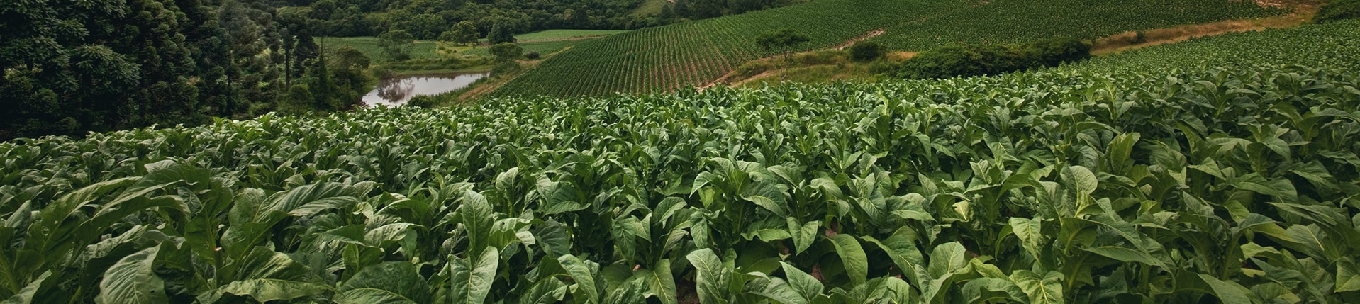 Tobacco farming and curing | PMI - Philip Morris International
