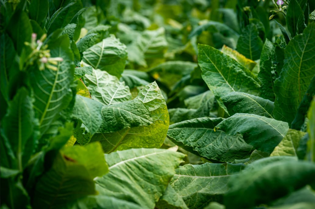 Enhancing sustainable tobacco curing | PMI - Philip Morris International