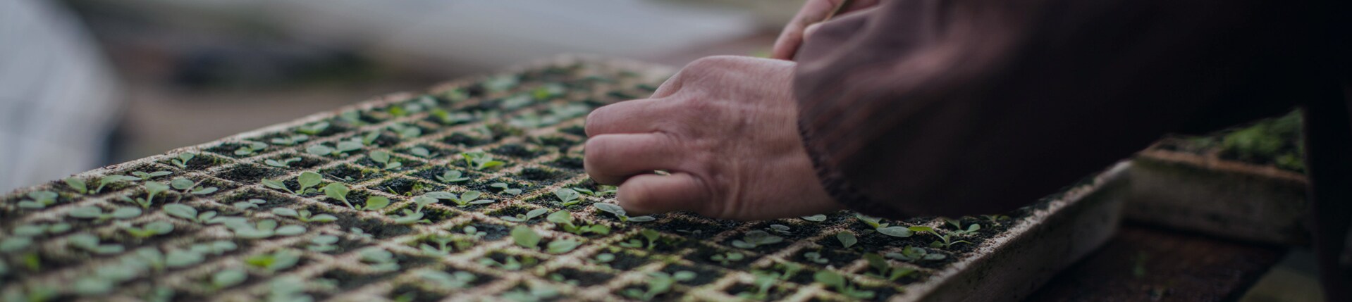 Tobacco curing | PMI - Philip Morris International