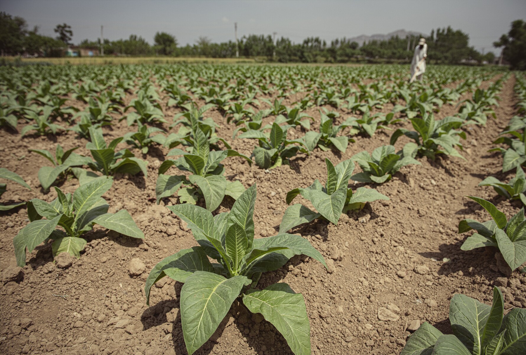 Human rights impact assessment in Pakistan| PMI - Philip Morris ...