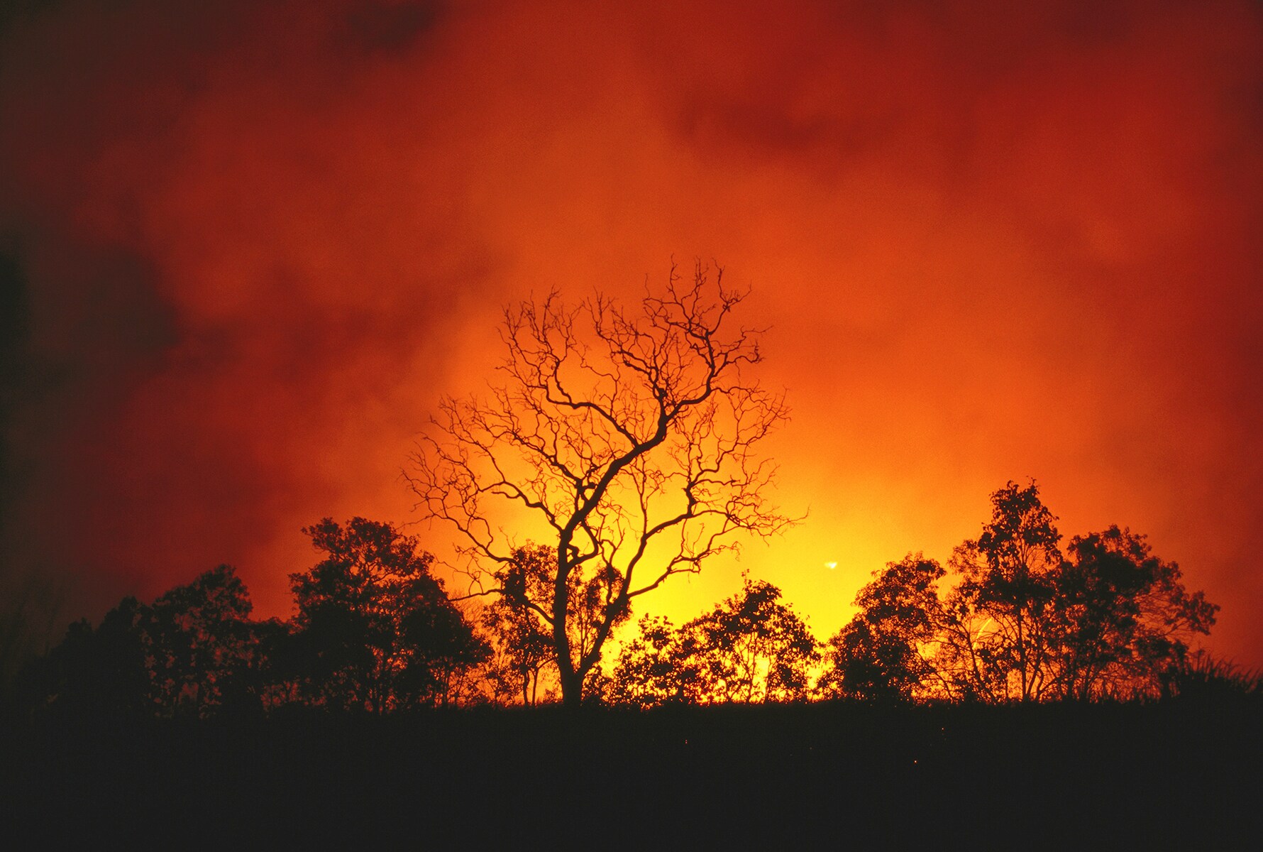 Philip Morris International staff launch Australian bushfire recovery ...