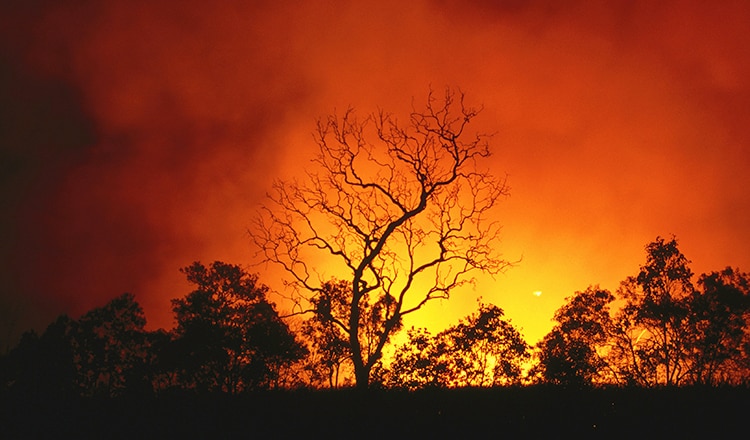 Philip Morris International staff launch Australian bushfire recovery ...