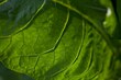 The facts about nicotine | PMI - Philip Morris International