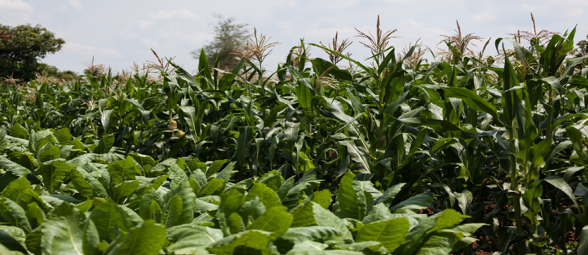 Partnership for alternative crops in Malawi