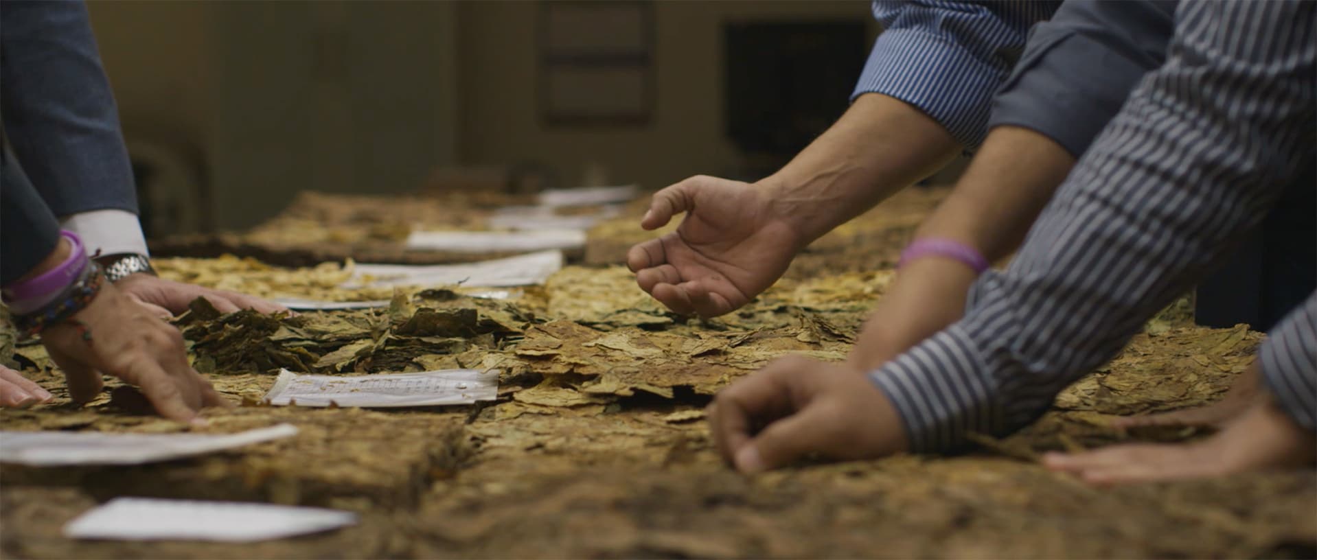 Tobacco farming and curing | PMI - Philip Morris International