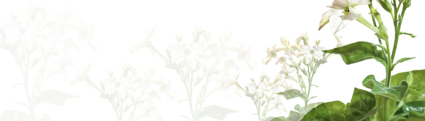 Fundamentals | PMI - Philip Morris International