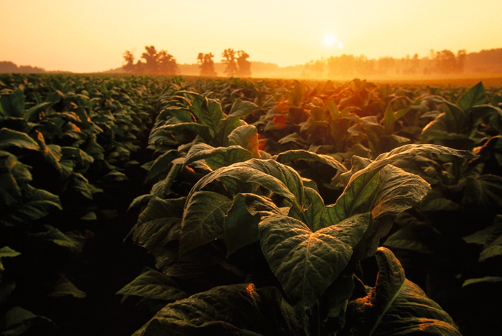 PMI reporting framework for sustainable leaf curing fuel adopted by ...