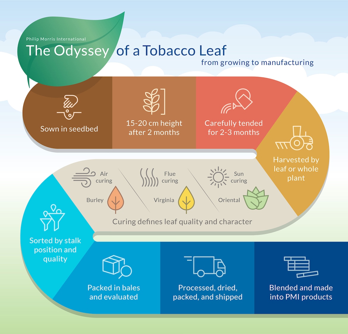 Tobacco farming and curing | PMI - Philip Morris International