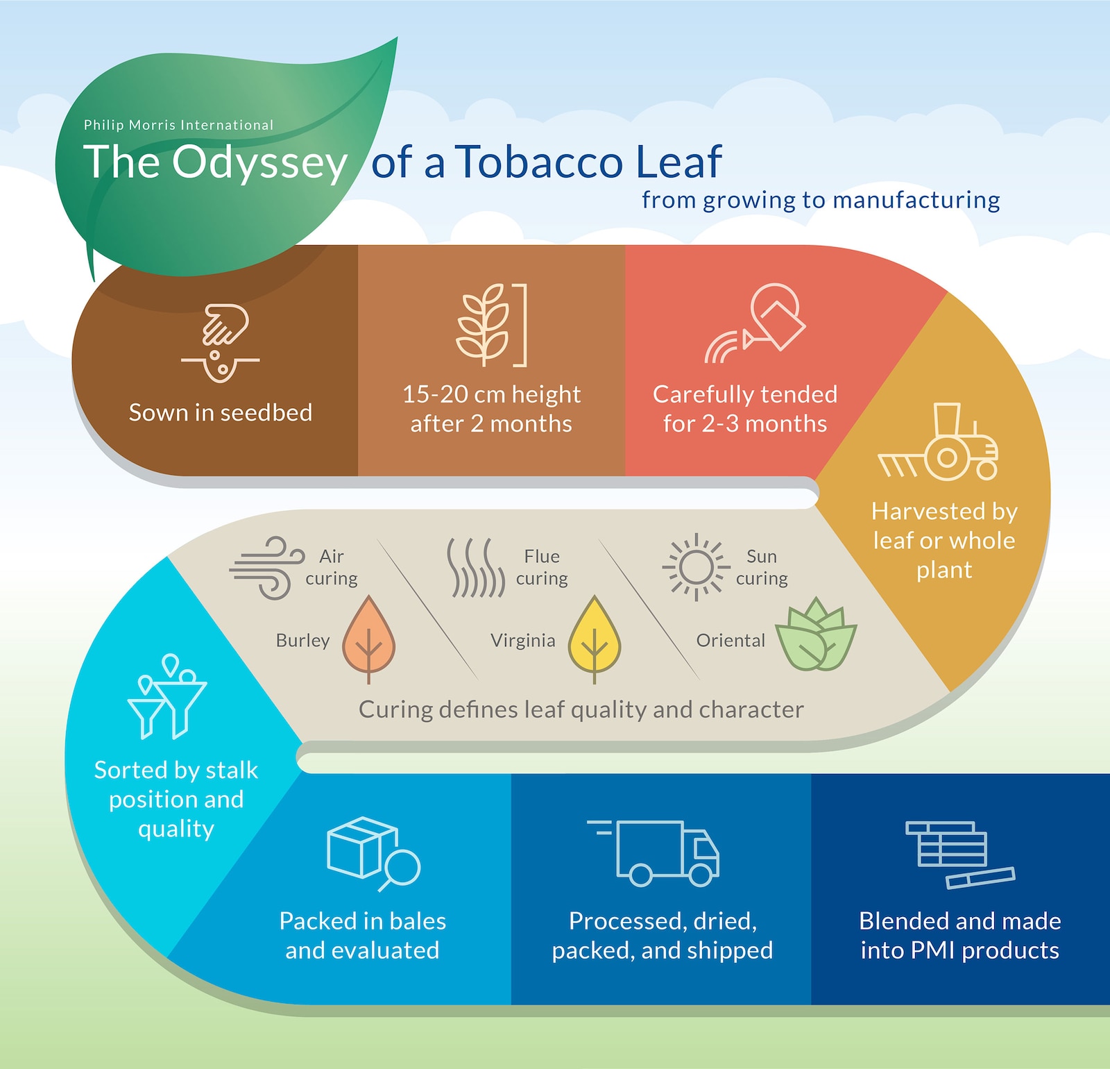 Tobacco farming and curing | PMI - Philip Morris International